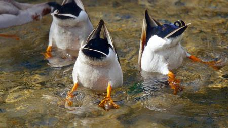 The Dangers of Dabbling in Multiple Practice Areas | Solo Practice ...